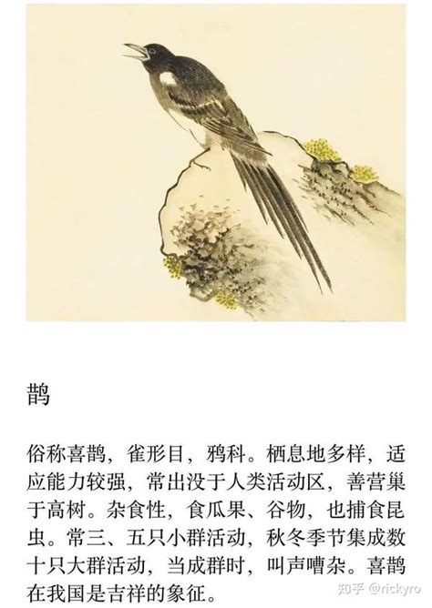 诗经今译 召南 三千年的内卷 知乎
