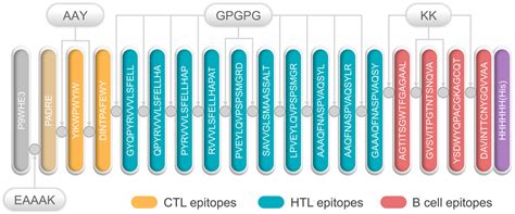 Jpm Free Full Text Immunoinformatic Based Multi Epitope Vaccine Design For Co Infection Of