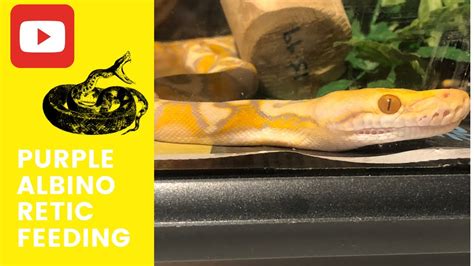 Reticulated Python Feeding Youtube