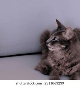 Advertising Testimonial Photo Very Hairy Cute Ai