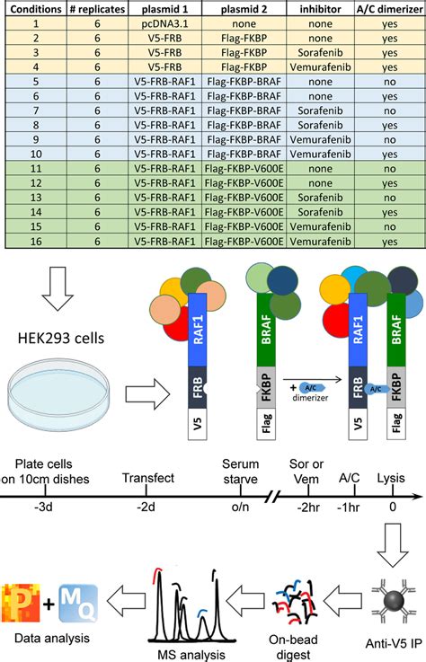 Overview Of The Experimental Workflow See Text For Details Download Scientific Diagram Overview Of The Experimental Workflow See Text For Details Download Scientific Diagram