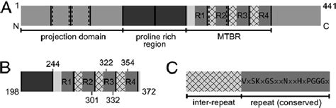 Schematic Of Tau Constructs And An Mtbr Repeat The Functional Domains