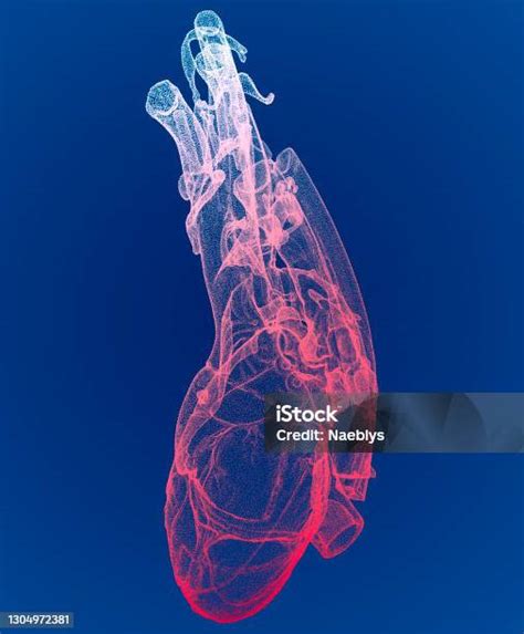 หัวใจ ช่อง กายวิภาคของมนุษย์ หัวใจช่องของ ร่างกายมนุษย์ส่วน ภาพสามมิติ ภาพสต็อก ดาวน์โหลดรูป