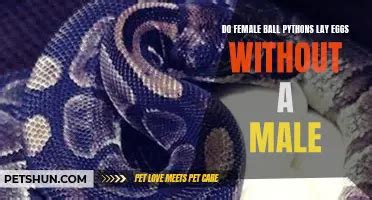 Creating The Perfect Habitat For Your Ball Python A Step By Step Guide PetShun