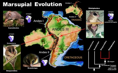 A EvoluÇÃo Dos MamÍferos The Evolution Of The Mammals Marsupial