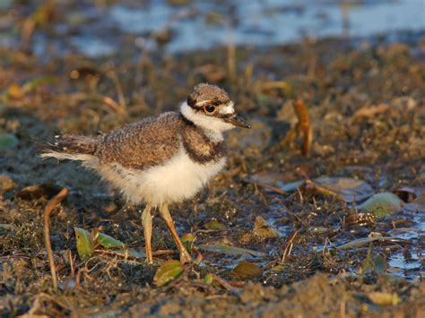 Killdeer Bird Ohio At Carolyn Bey Blog