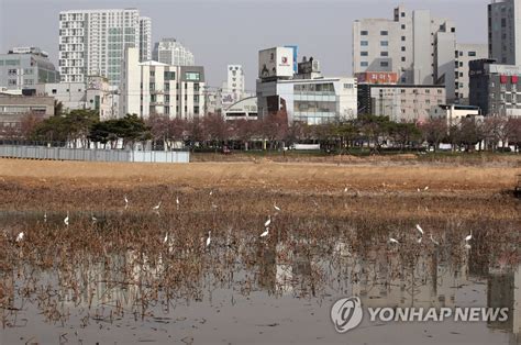 도심에 나타난 백로와 왜가리 연합뉴스