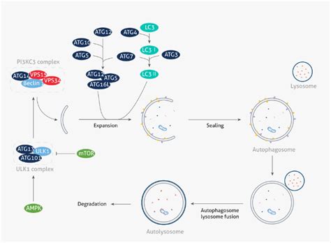 The Role Of Autophagy In Cancer Proteintech Group