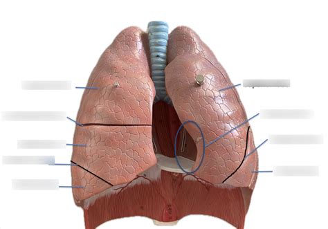 Bsc Lab Exam Lungs Diagram Quizlet
