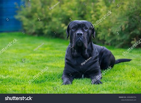 Cane Corso