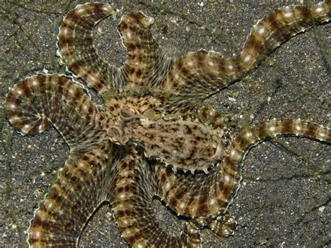 Thaumoctopus Mimicus Marine Life Weird And Wonderful Aquatic