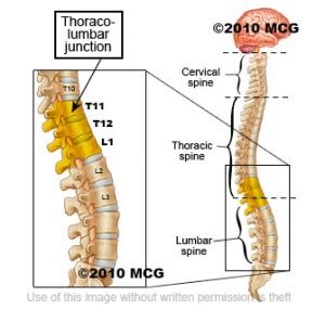 Where The Thoracic And Lumbar Spine Meet