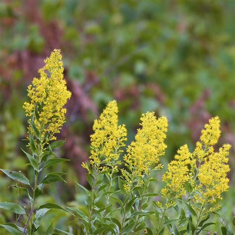 Goldenrod Seeds