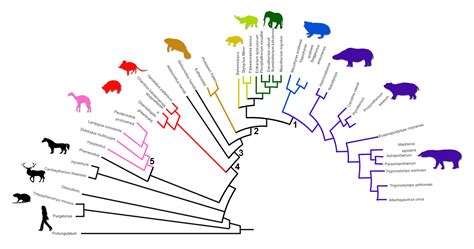 Animal Phylogenetic Tree Edrawmax Templates Animal Phylogenetic Tree Edrawmax Templates