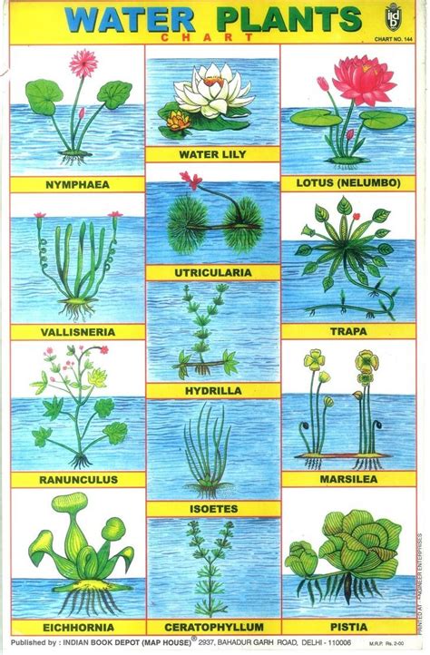 Aquatic Plants Drawing