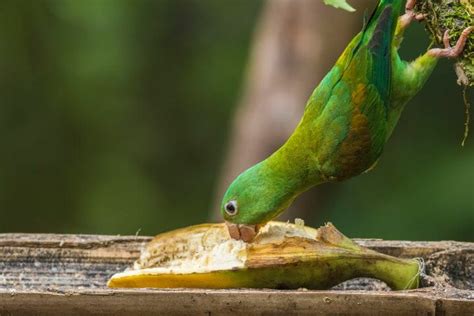 Can Parakeets Eat Bananas A Closer Look At The Controversial Parakeet