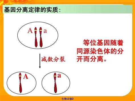 等位基因的本质区别是什么 百度经验