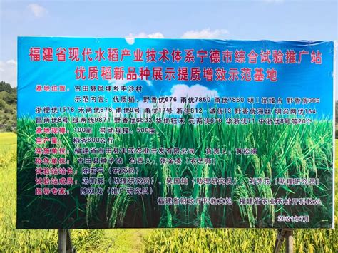 亩产可达800公斤！古田20个水稻新品种展示 助推粮食生产提质增效澎湃号·政务澎湃新闻 The Paper