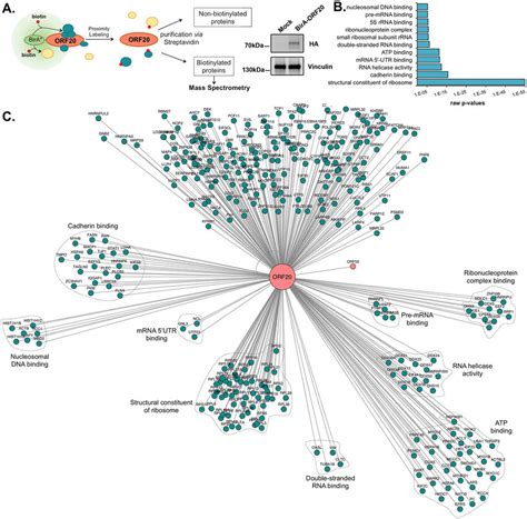 Determination Of Orf20 Proximal Interactome A Schematic