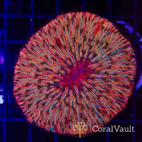 Candy Crush Fungia Coralvault