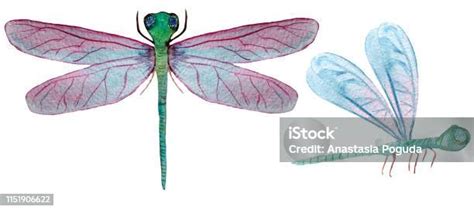 흰색 바탕에 두 잠자리의 집합입니다 디자인에 대 한 수채화 그림 잠자리에 대한 스톡 벡터 아트 및 기타 이미지 잠자리