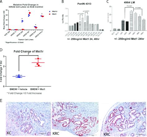Mst1r Signaling Upregulates Mst1 Expression A Krc And Ck Epithelial Download Scientific