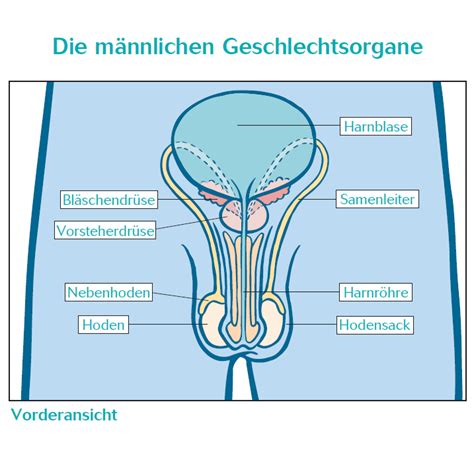 Weibliche Geschlechtsorgane Tabelle Rili