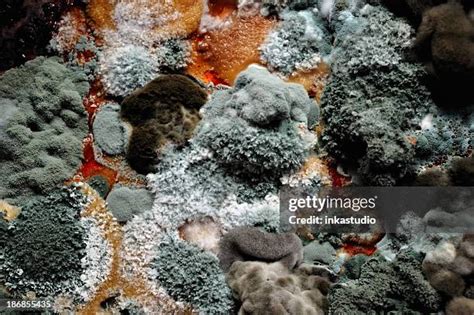 Decomposing Bacteria Photos And Premium High Res Pictures Getty Images