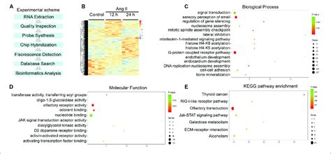 Analysis Of Hierarchical Clustering Go Analysis And Kegg Pathway