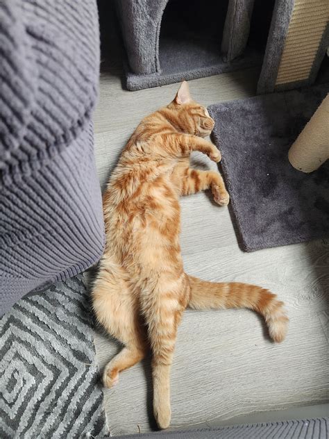 What Kinda Goofy Sleeping Pose Is That Roneorangebraincell