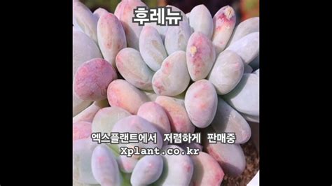 후레뉴 다육이 다육식물 다육 Succulent 多肉植物 다육싸게파는곳 엑스플랜트 브롬톤다육 Youtube