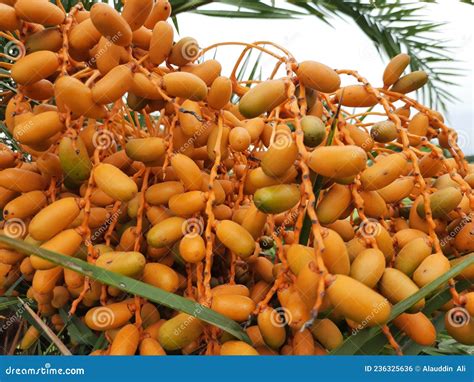 Huge Group Of Dates Hanging On Palm Tree Date Fruit Indian Wild Date Palm Tree Isolated On