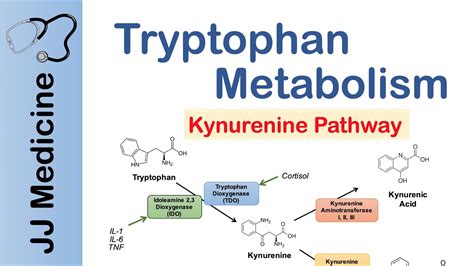 Tryptophan Metabolism