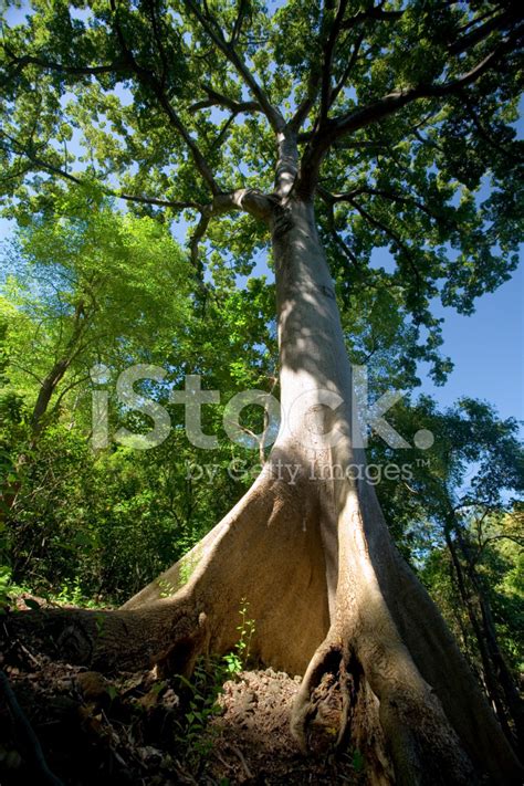 How Tall Are Emergent Trees At Joseph Avent Blog