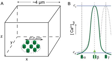 A Sketch Of The Basic Setup Of Our Model Of R Clusters Receptors Are Download Scientific