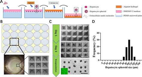 Biofabrication Approach To Generate Monodisperse Hepatocyte Spheroid Download Scientific
