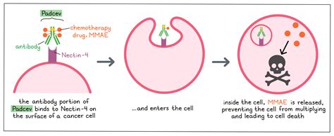 Enfortumab Vedotin Side Effects