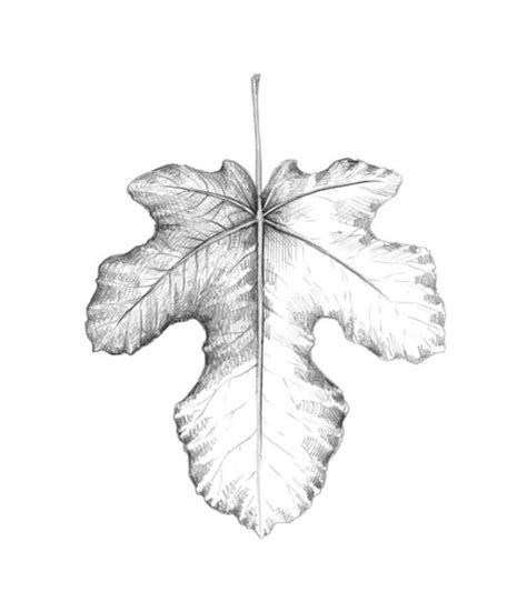 Как нарисовать листья пошаговая инструкция с фото и описанием