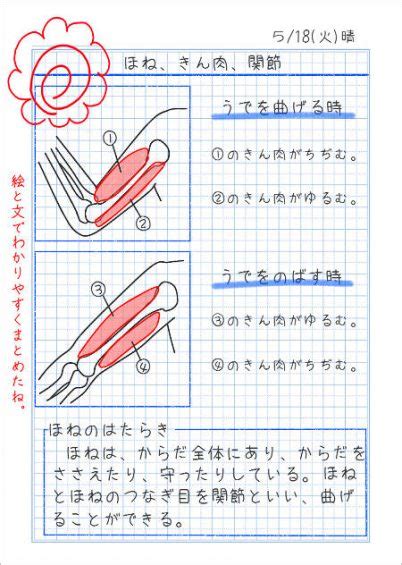人のからだのつくり ほねきん肉関節 家庭学習レシピ