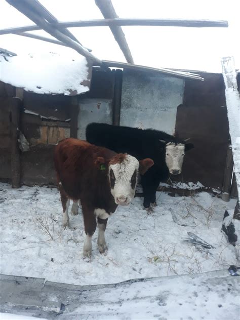 Продам бычков 5 головы Коровы и быки Аксу на Olx