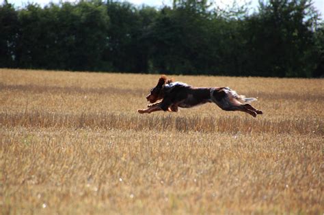 Κτηνιατρικη Κτηνιατρικη Μεριμνα Τακοπουλος Μιχαλης