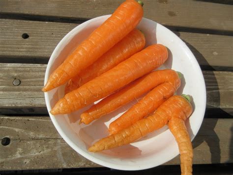 冬野菜の収穫 ISAZY菜園