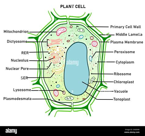 Vacuole Definition Plant Cell