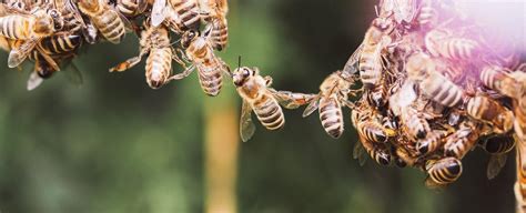 Generierung Von Client Apis Mit Swagger Teil 1 Miragon