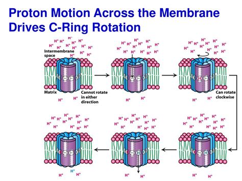 Ppt Atp Synthesis Via A Proton Gradient Powerpoint Presentation Free Download Id 1458107