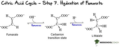 The Krebs Cycle Mcat Biochemistry Medschoolcoach