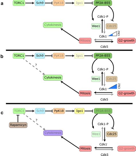 Model Of The Regulation Of Cell Cycle By Download Scientific Diagram