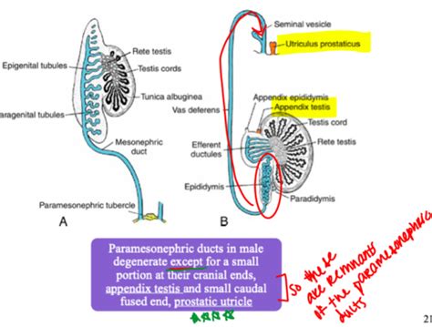 Anatomyembryo Summative Review Flashcards Quizlet