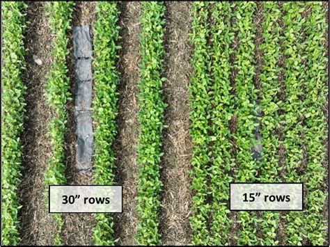 Redirecting To Resourcesoybean Populations