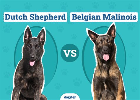 Malinois Vs German Shepherd The Ultimate Comparison
